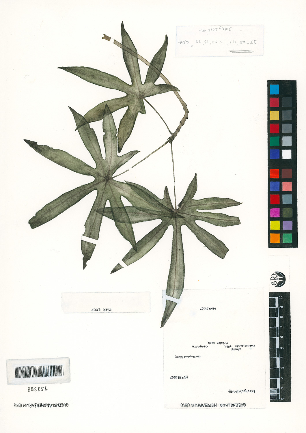 cbOne Gallery | Ormeau bottle tree by Kohl Tyler